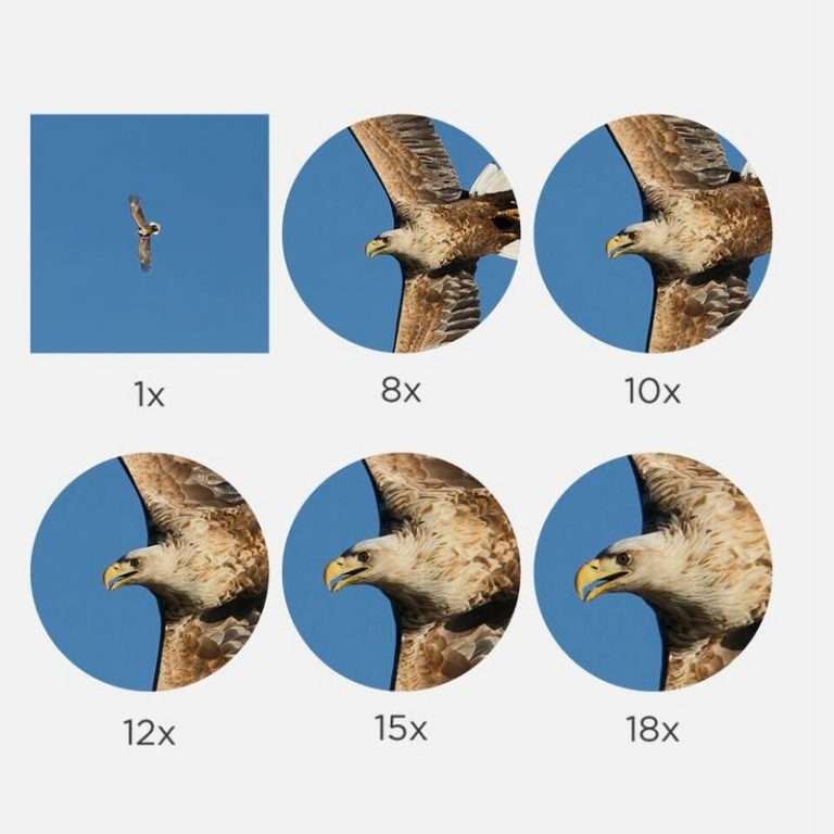 Binoculars For Birdwatching 8x Vs 10x Birda