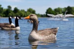 Birding In London - The Ultimate Guide | Birda