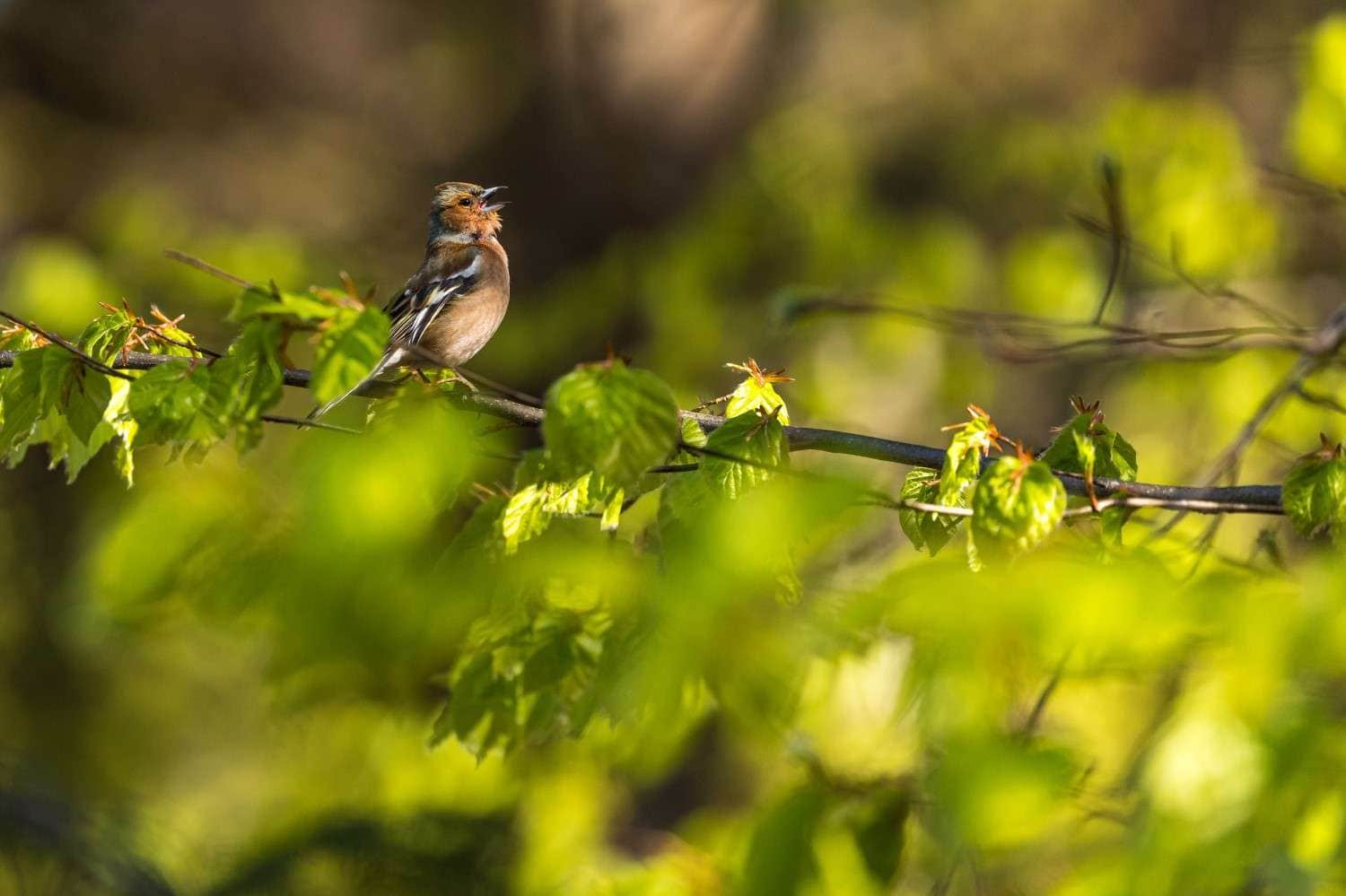 Mindfulness in Nature | Birda