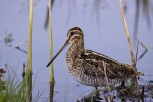 10 Of The Best UK Birdwatching Breaks - Birda