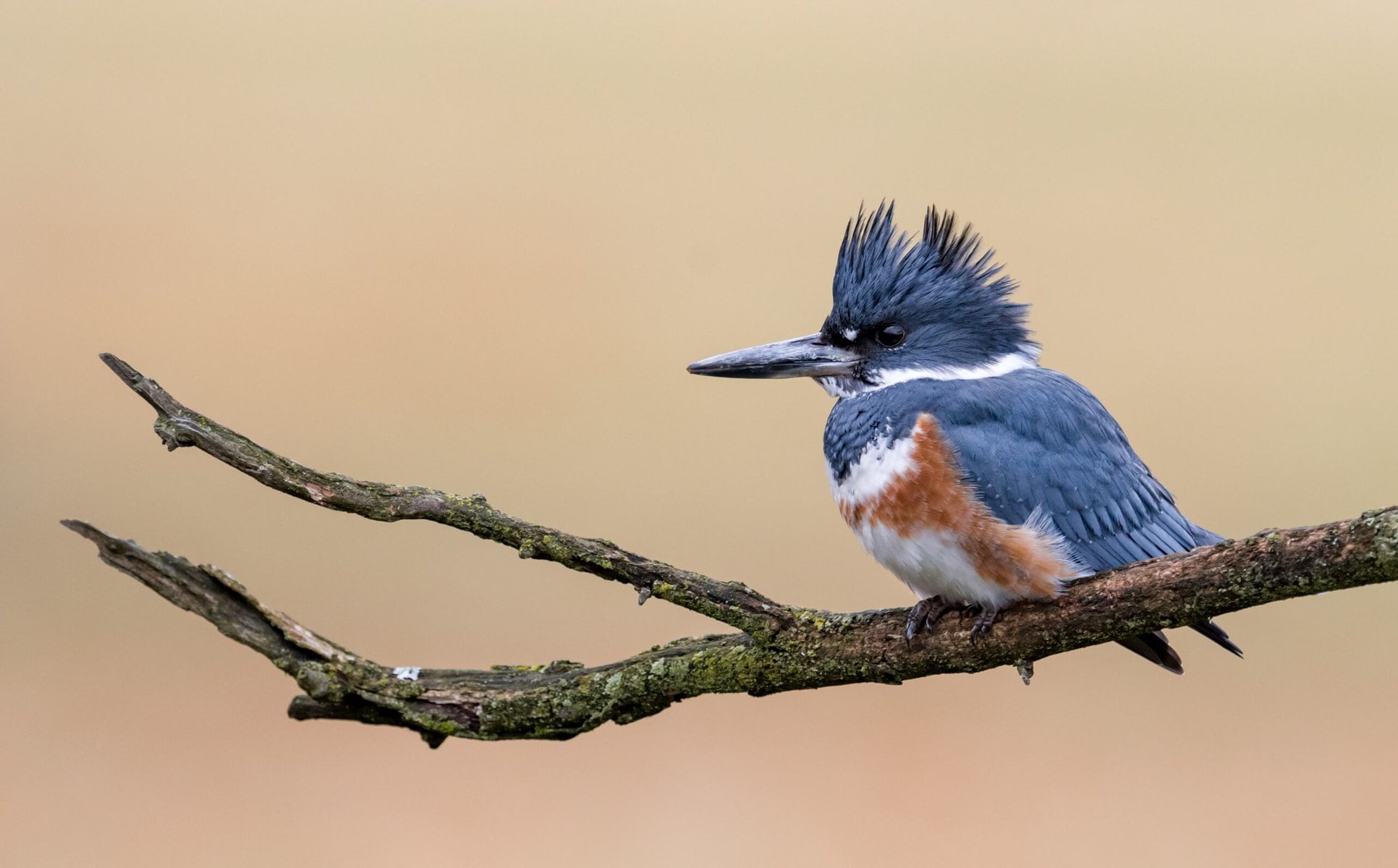 Birding in New York City - Birda