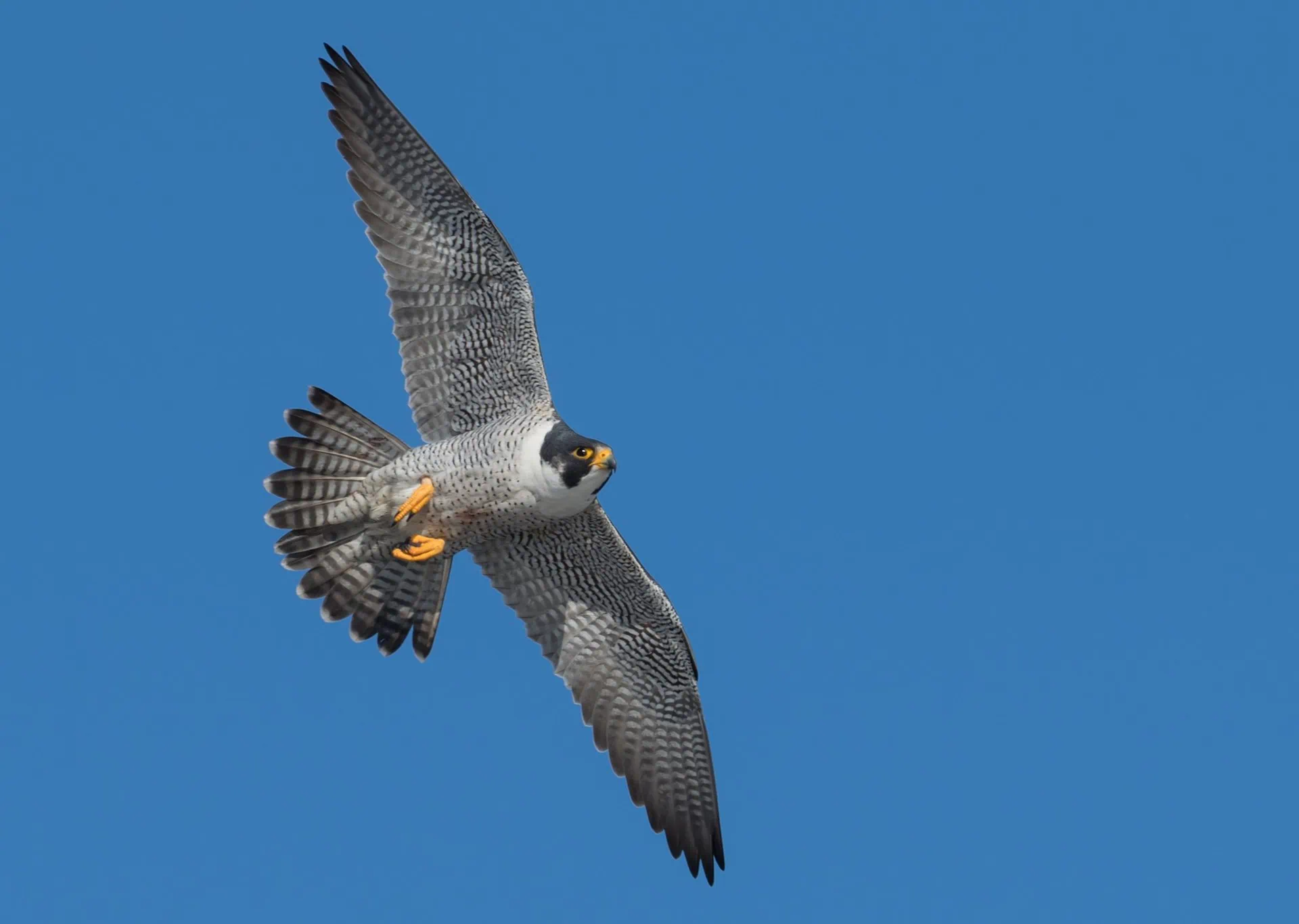 Hawk Identification - Everything You Need to Know | Birda