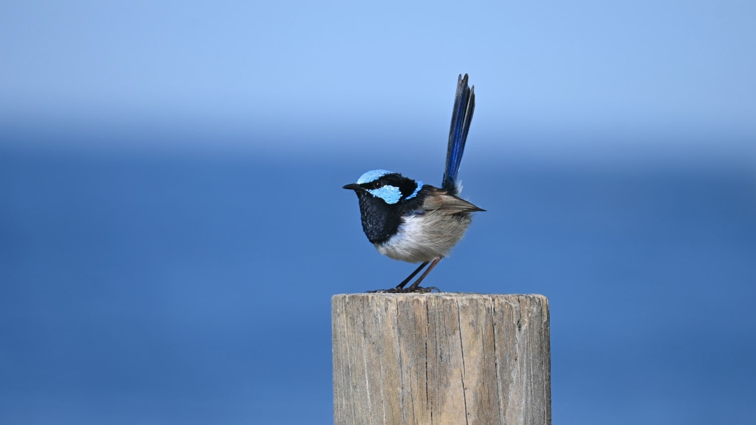 9 of the Best Birdwatching Apps in Australia - Birda