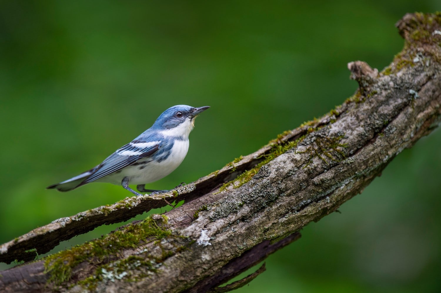 Audubon: A Comprehensive App Review - Birda