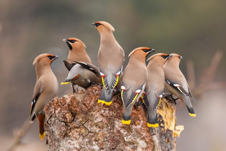 Merlin Bird ID: A Comprehensive App Review - Birda