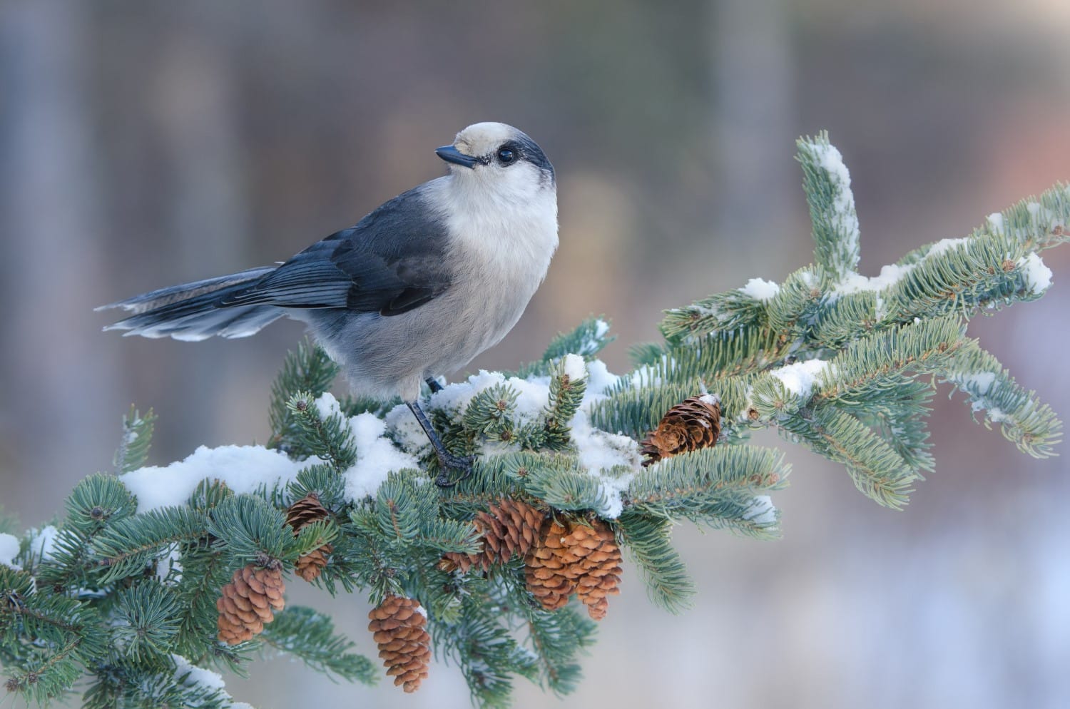 The Best Birdwatching Tools in Canada, Apps & Field Guides - Birda