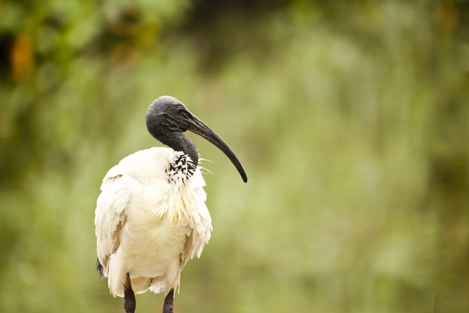 9 of the Best Birdwatching Apps in Australia - Birda