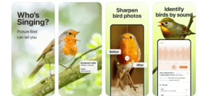 12 of the Best Birdwatching Apps in the USA | Birda