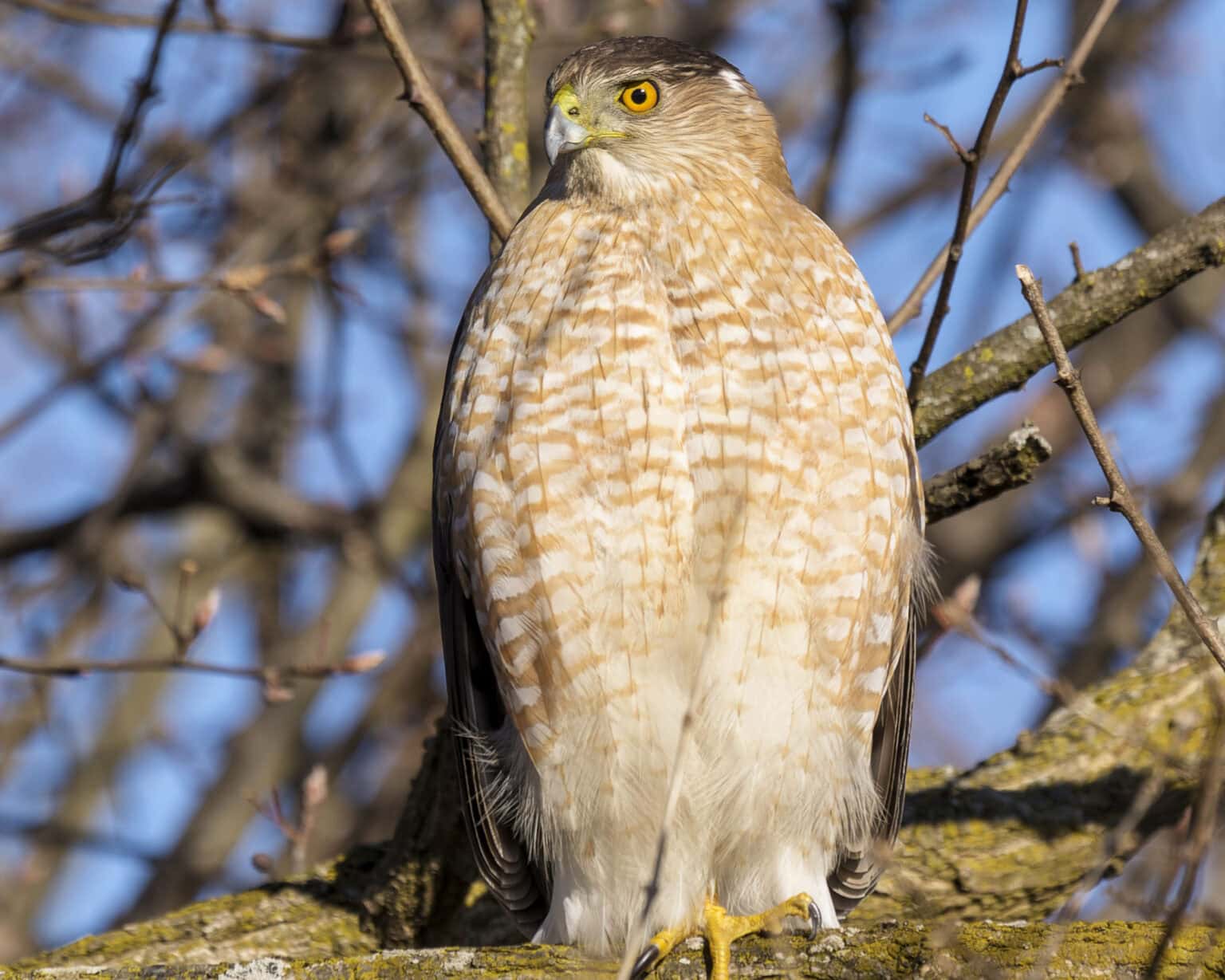 Cooper's Hawk Identification | Birda