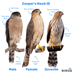 Cooper's Hawk Identification | Birda