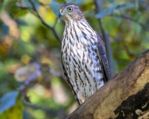 Cooper's Hawk Identification | Birda