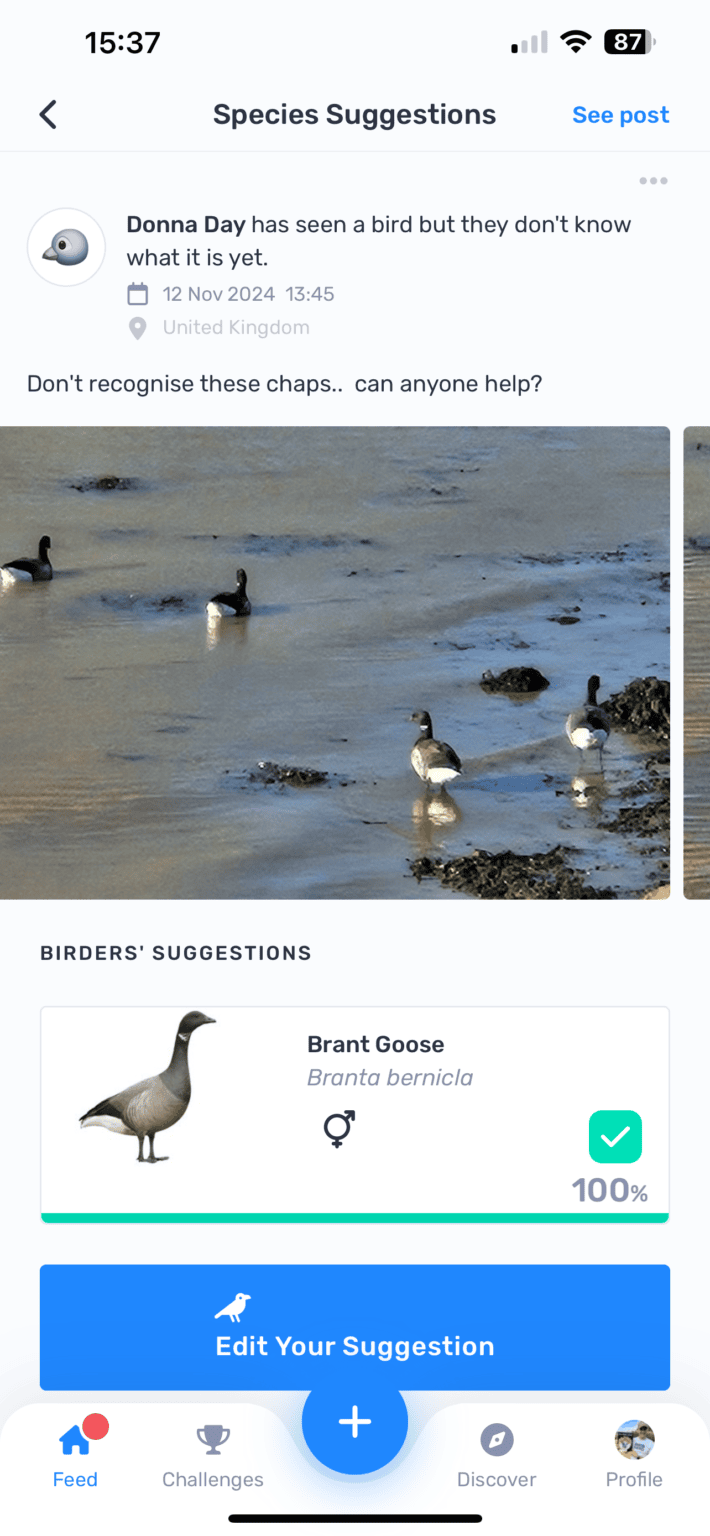 Accurate Bird Identification by Photo, in just 4 Steps - Birda