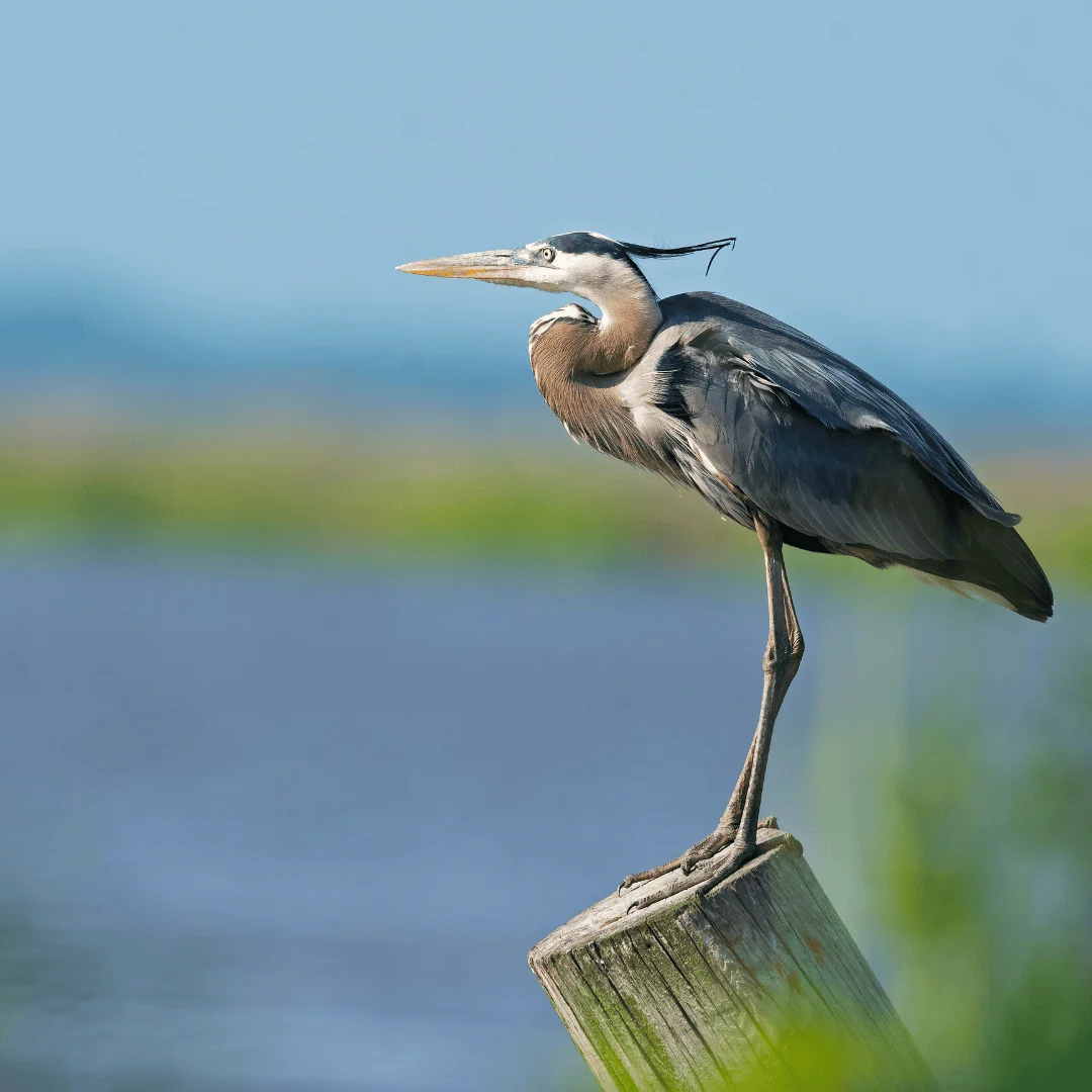 Bird Identification Ohio - Everything you need to know | Birda