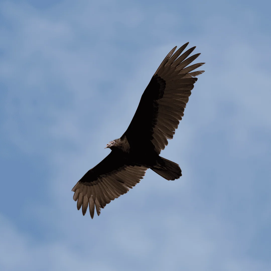 Bird Identification Ohio - Everything you need to know | Birda