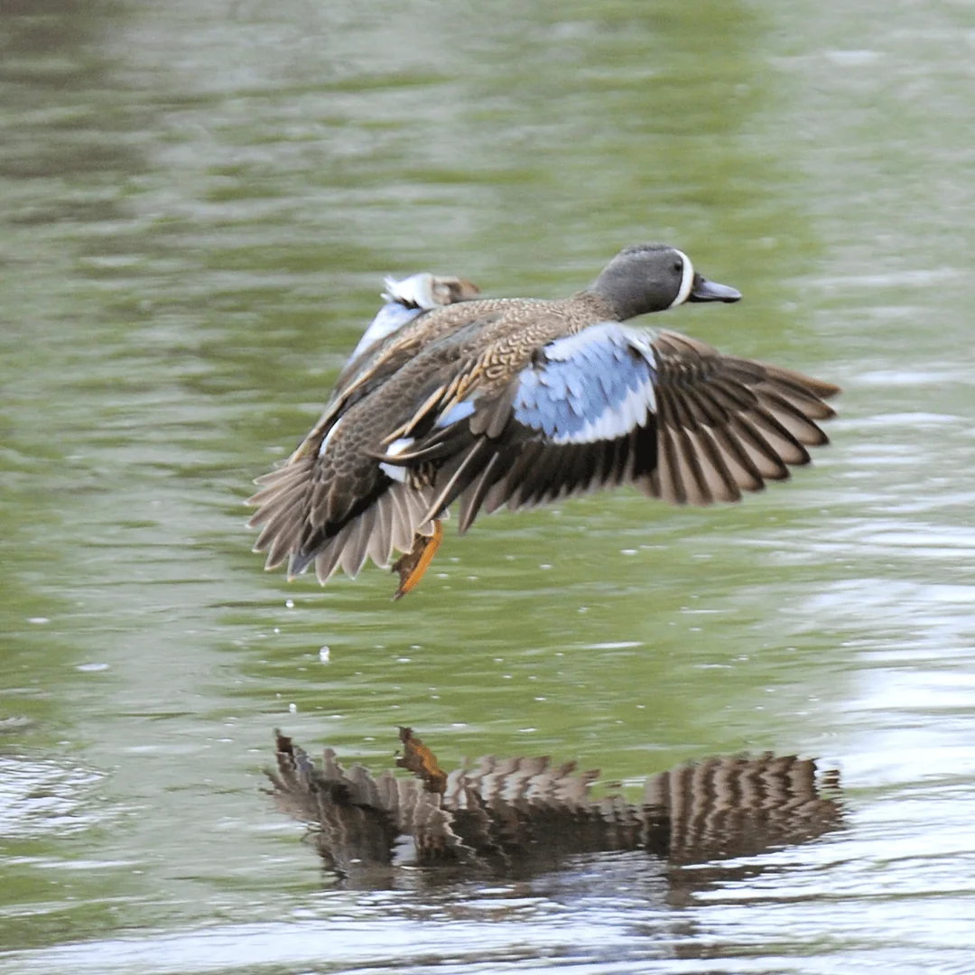 Bird Identification Ohio - Everything you need to know | Birda