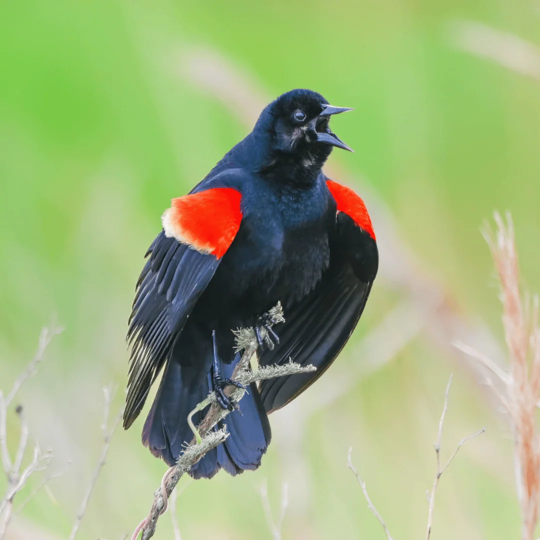 Bird Identification Ohio Everything You Need To Know Birda