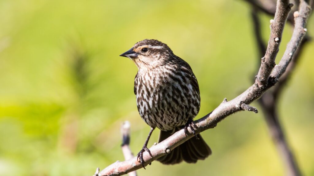 Accurate Bird Identification by Photo, in just 4 Steps - Birda