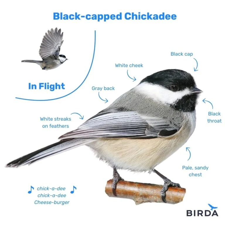 Bird Identification Wisconsin - Everything You Need to Know | Birda