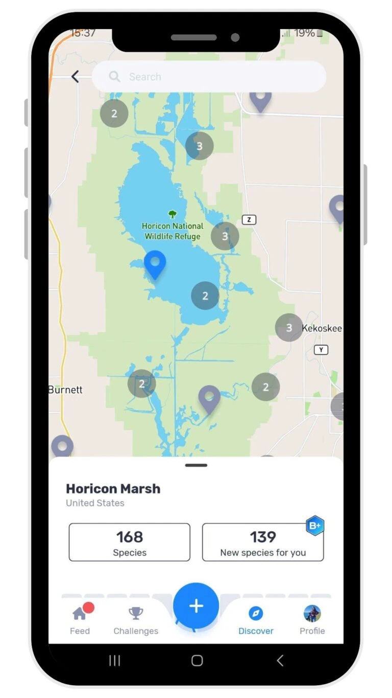 Bird Identification Wisconsin - Everything You Need to Know | Birda