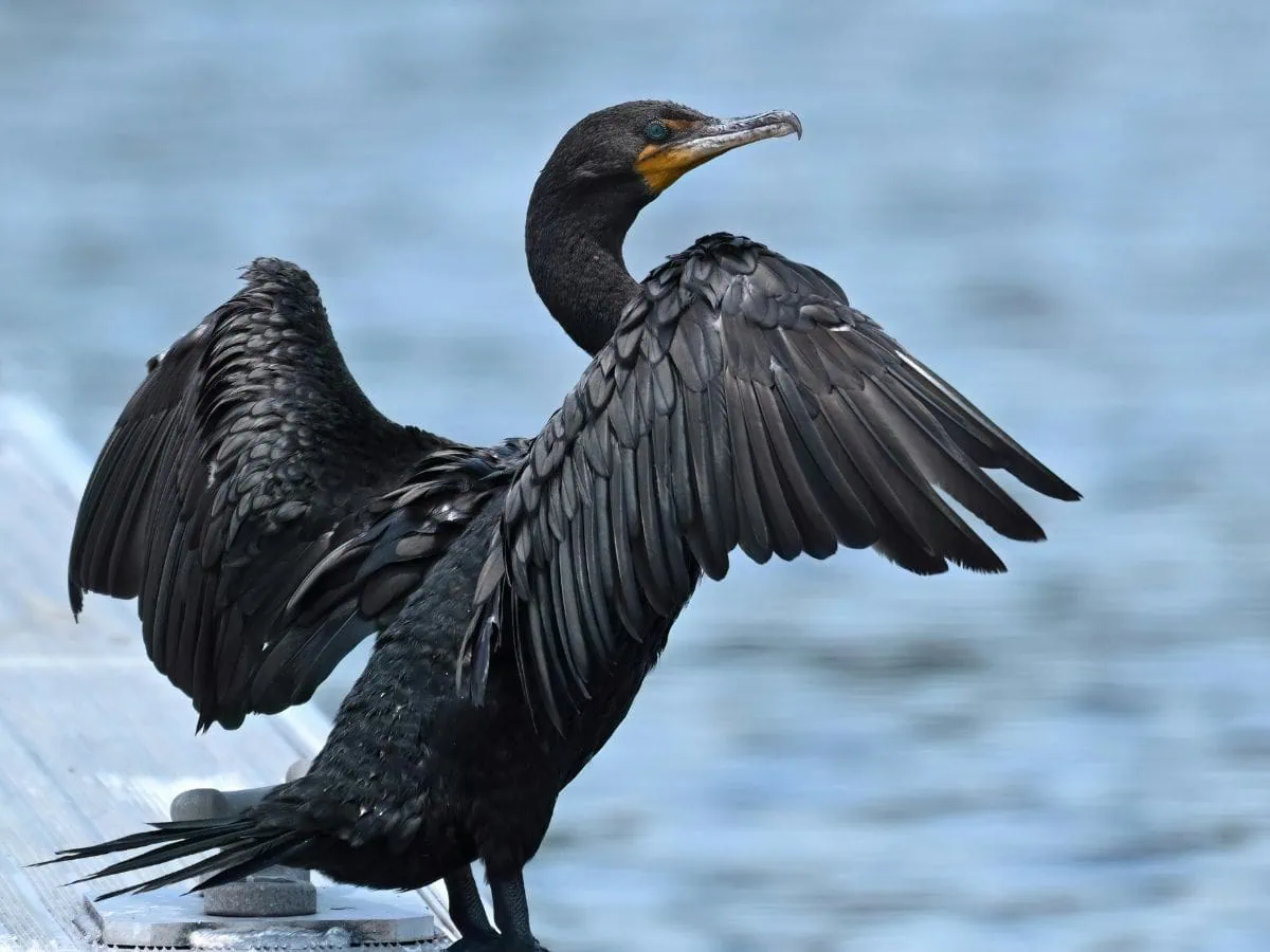 Bird Identification Wisconsin - Everything You Need to Know | Birda