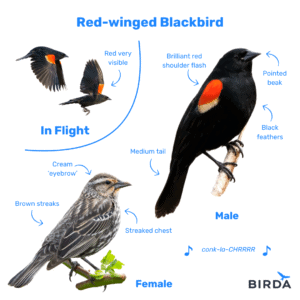 Bird Identification Ohio - Everything you need to know | Birda
