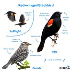 Bird Identification Wisconsin - Everything You Need to Know | Birda