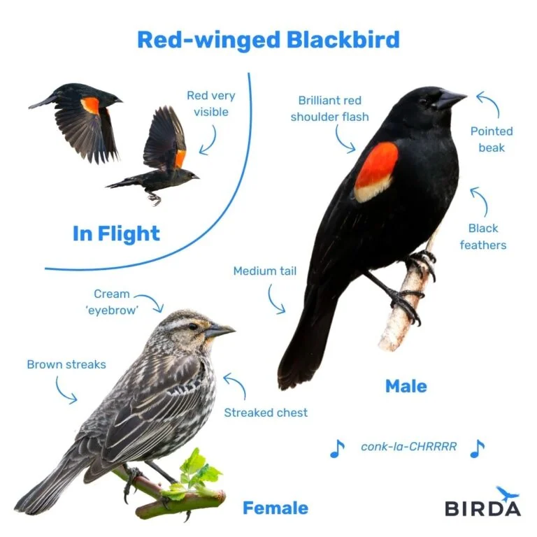 Bird Identification Wisconsin - Everything You Need to Know | Birda